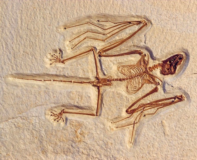 Ancient bat - All Creatures Podcast