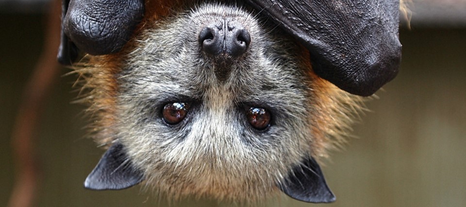 Fox Bat Face