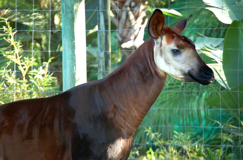 Episode 18: The Elusive Okapi - All Creatures Podcast