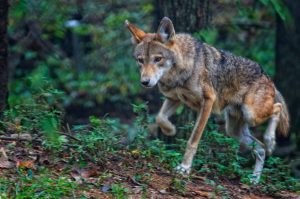 Red wolf running - All Creatures Podcast
