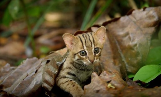Rusty spotted cat - All Creatures Podcast