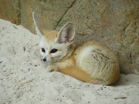 Episode 106: The Fantastic Fennec Fox - All Creatures Podcast