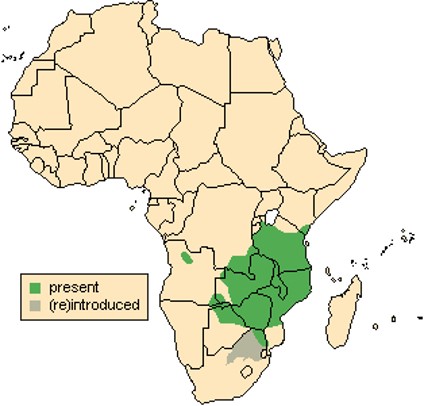 Episode 105: The Stunning Sable Antelope - All Creatures Podcast