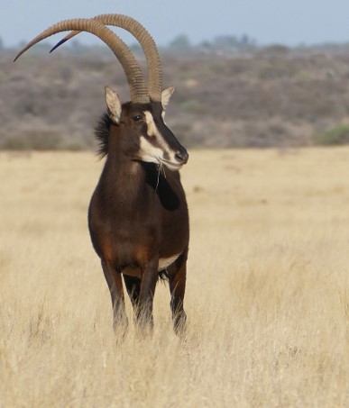 Episode 105: The Stunning Sable Antelope - All Creatures Podcast