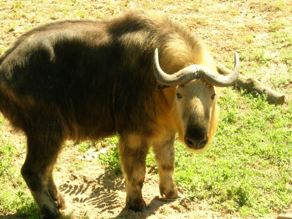 Episode 107: Talking about the Takin - All Creatures Podcast