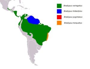 Episode 181: Simply Splendid Sloths - All Creatures Podcast