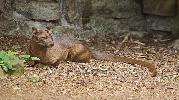 Episode 182: Fossa Fun - All Creatures Podcast