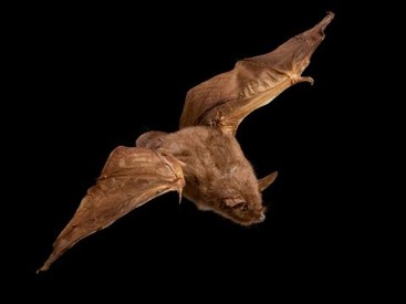 Episode 187: New Zealand’s short-tailed bats - All Creatures Podcast