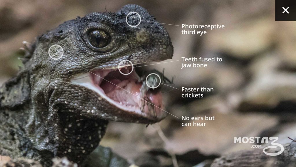 Episode 217: Tuatara, A Living Fossil - All Creatures Podcast