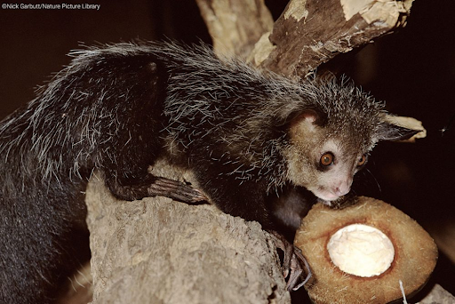 Episode 251: Eyeing the Aye Aye - All Creatures Podcast