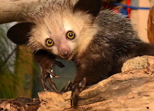 Episode 251: Eyeing the Aye Aye - All Creatures Podcast