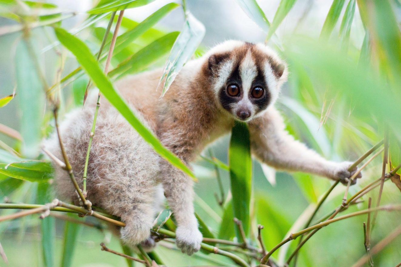 Episode 307: Surprisingly venomous Slow Loris - All Creatures Podcast