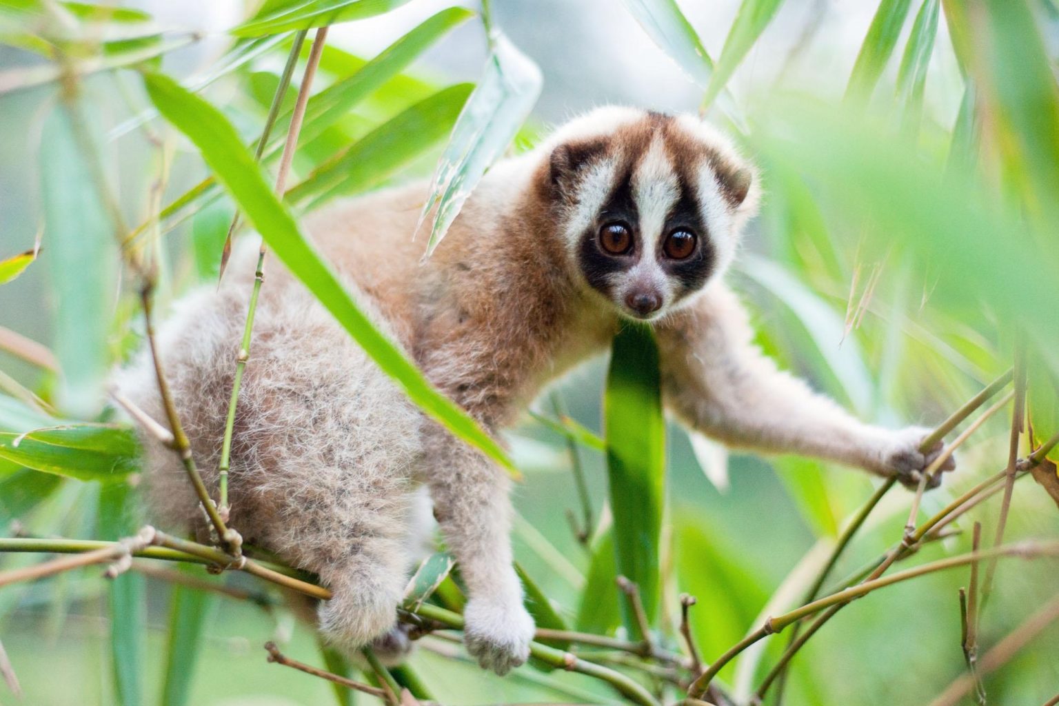 Episode 307: Surprisingly venomous Slow Loris - All Creatures Podcast