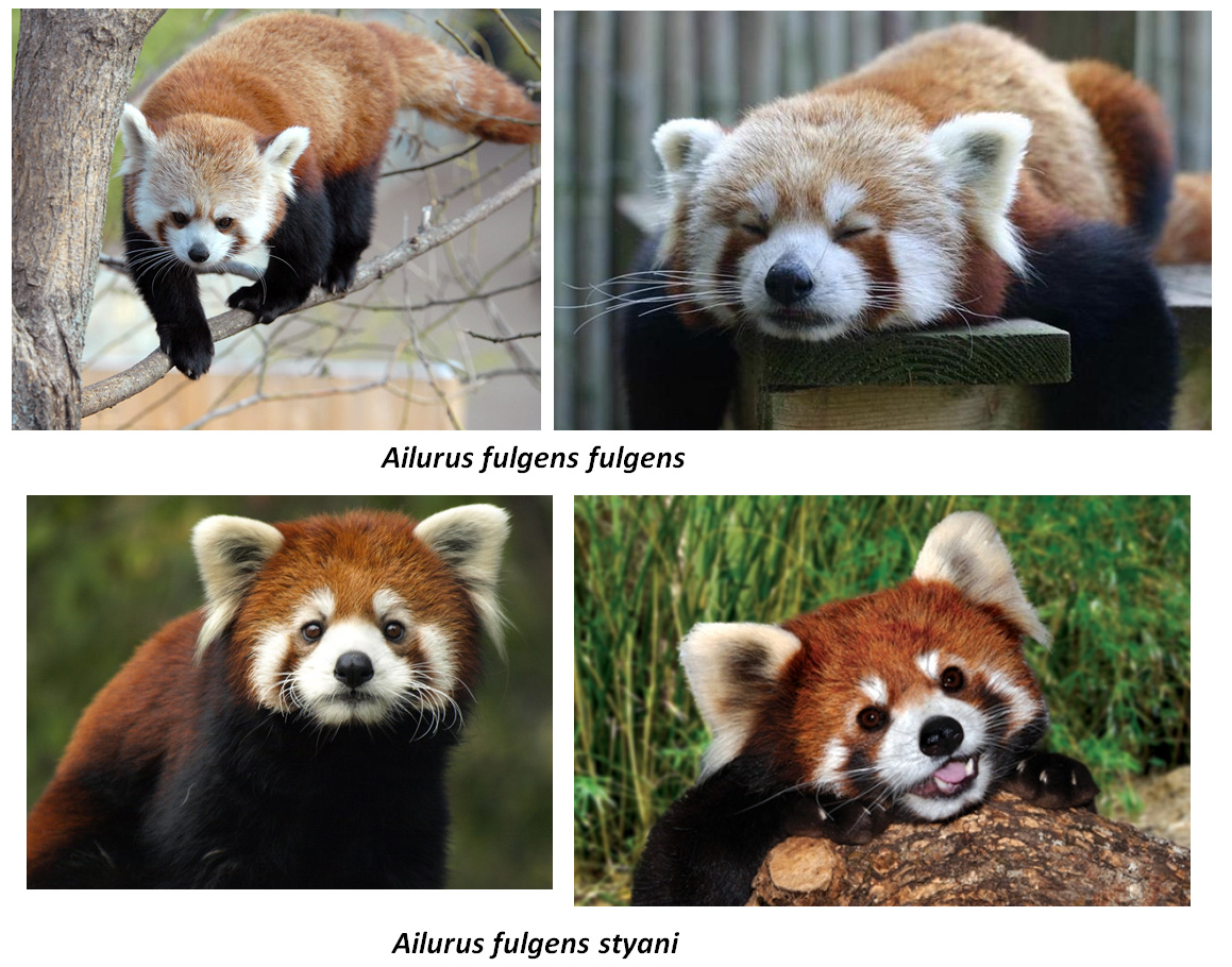 Episode 312: Red Panda Reset - All Creatures Podcast