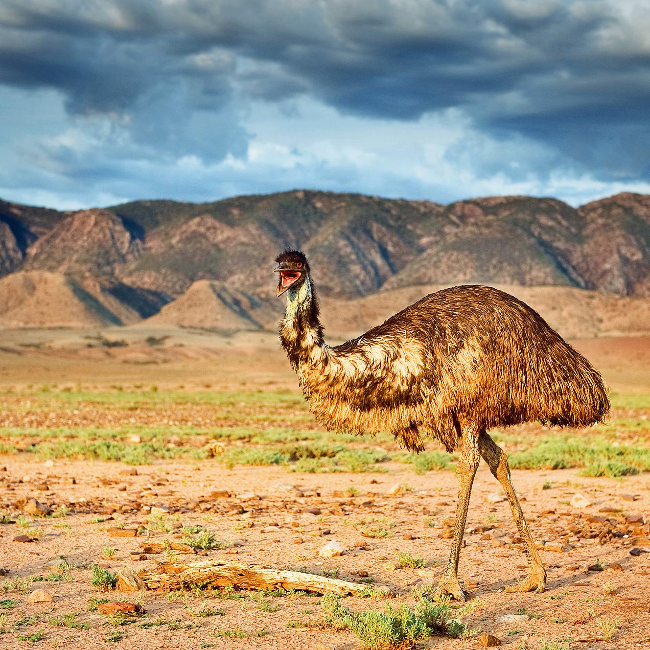 Episode 317: Endearing Emus - All Creatures Podcast