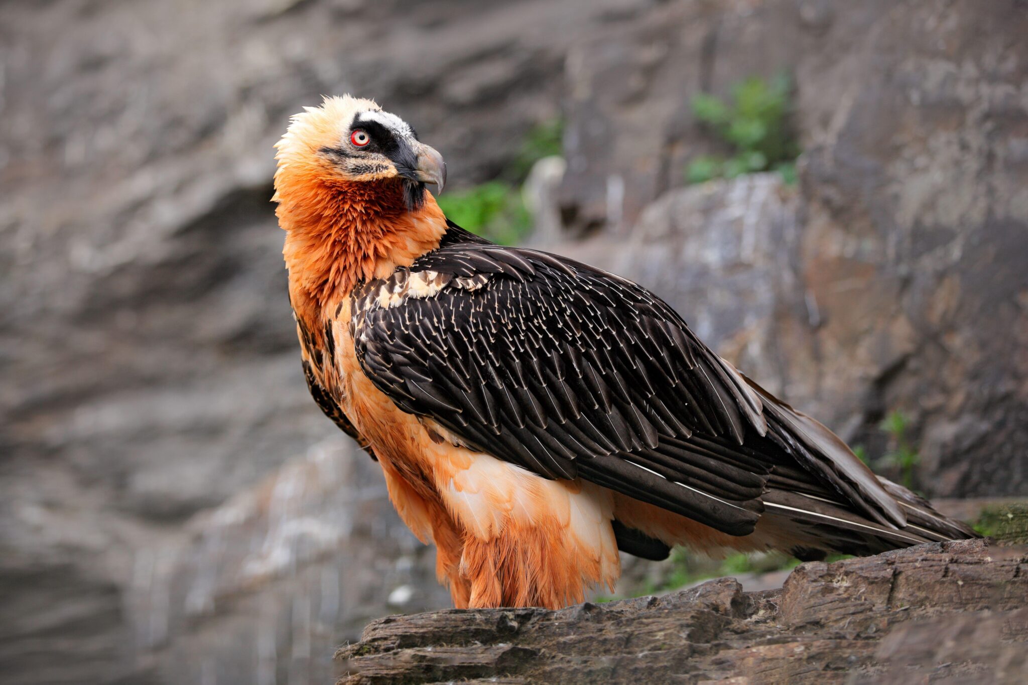 Episode 338: Bone Eating Bearded Vultures - All Creatures Podcast